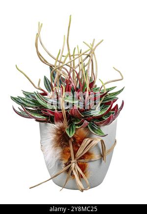 A closeup shot of the Radiator plants in the pot with a blurred ...