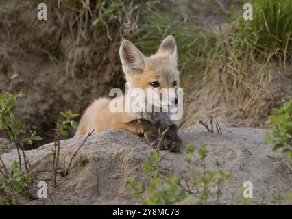 Red fox kits in the Canadian wilderness Stock Photo - Alamy