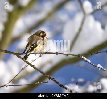 The European goldfinch sits on a branch in spring on green background ...