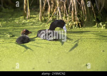 American Coot Waterhen and Babies in Marsh Canada Stock Photo - Alamy