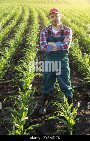 Caucasian middle age farm worker walk along maize stalks in fields ...