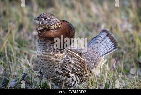 Ruffed Grouse Manitoba Stock Photo - Alamy
