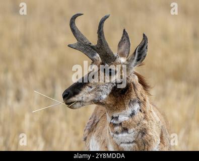 Pronghorn Antelope Saskatchewan in Springtime Farmers field Stock Photo ...
