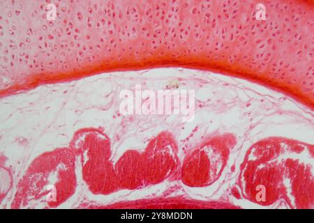 A section trough trachea cells under the microscope Stock Photo - Alamy