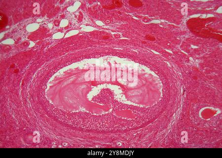 A section trough ovary cells under the microscope Stock Photo - Alamy