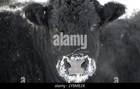 Cattle in freezing blizzard canditions Saskatchewan Canada Stock Photo ...