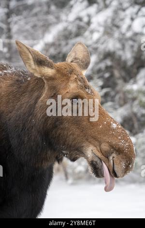 Moose in Winter Riding Mountain Park Manitoba Canada Stock Photo - Alamy