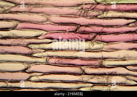 Onion cells under the microscope Stock Photo - Alamy
