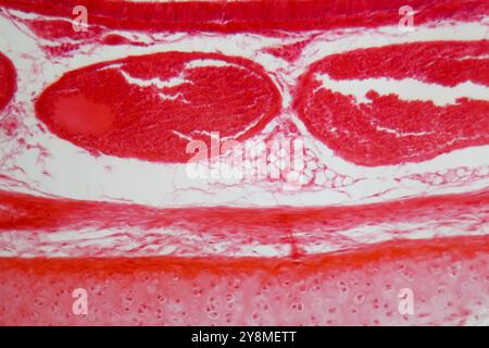 A section trough trachea cells under the microscope Stock Photo - Alamy