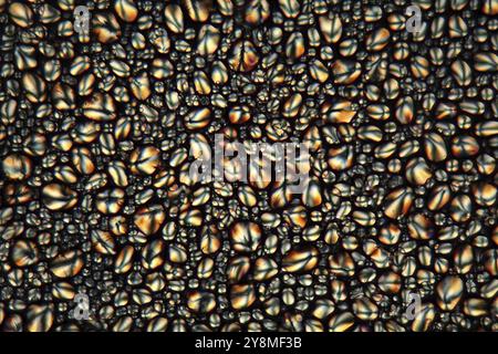 Microscopic view of a potato starch in potato tuber cells. Iodine stain ...