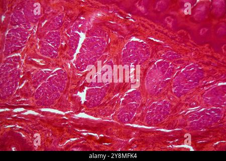 A section trough different tongue cells under the microscope Stock ...
