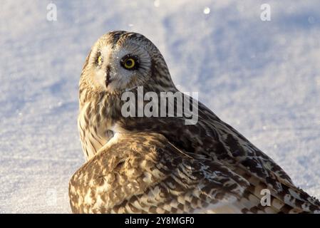 Injured Short Eared Owl broken Wing Winter Canada Stock Photo - Alamy