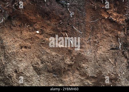 Soil profile - Podsol Stock Photo - Alamy