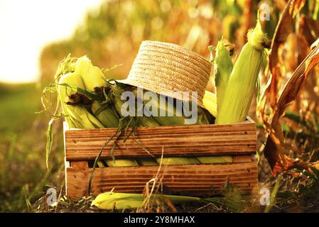 Closeup view at wooden crate with sweet corn cobs and straw hat at corn ...