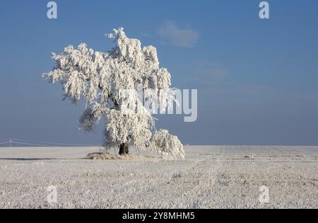 Winter Frost Saskatchewan Canada ice storm danger Stock Photo - Alamy
