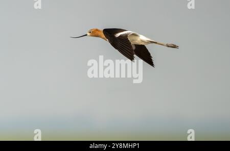 Avocet in Flight Summer in Sasktchewan Canada Background Stock Photo ...
