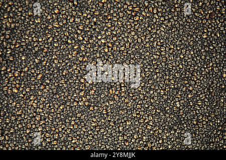 Microscopic view of a potato starch in potato tuber cells. Iodine stain ...