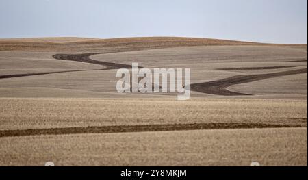 Design Field Saskatchewan spring crop stubble panoramic Stock Photo - Alamy