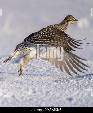 Sharp Tailed Grouse Prairie Scene Saskatchewan Canada Stock Photo - Alamy