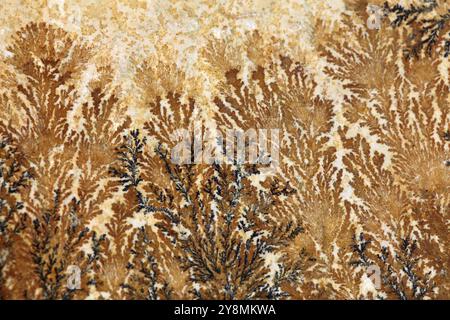 Dendritic minerals (iron- and manganese oxides) on Solnhofen Limestone ...