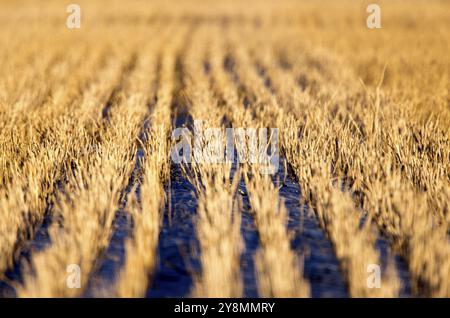 Stubble Field at Sunset in Saskatchewan Canada Stock Photo - Alamy
