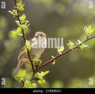 A closeup shot of a sparrow bird perched on a branch with buds Stock ...