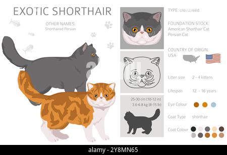 Exotic Shorthair Cat clipart. All coat colors set. All cat breeds ...