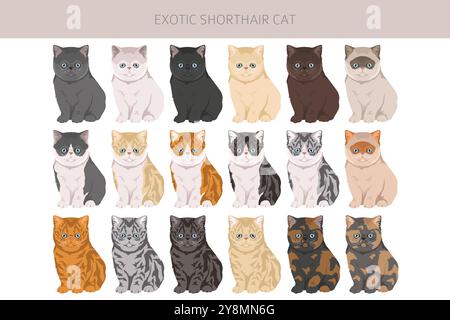 Exotic Shorthair Cat clipart. All coat colors set. All cat breeds ...