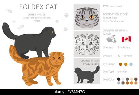 Exotic Shorthair Cat clipart. All coat colors set. All cat breeds ...