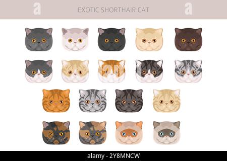 Exotic Shorthair Cat clipart. All coat colors set. All cat breeds ...