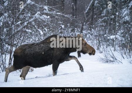 Moose in the Snow in Riding Mountain Provincial Park Canada Stock Photo ...