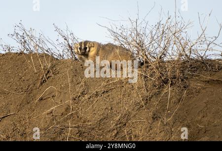 Badger on Dirt Summer in Saskatchewan Canada Stock Photo - Alamy