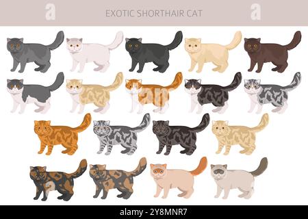 Exotic Shorthair Cat clipart. All coat colors set. All cat breeds ...
