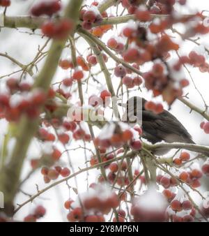 A closeup shot of a common blackbird in its natural habitat Stock Photo ...