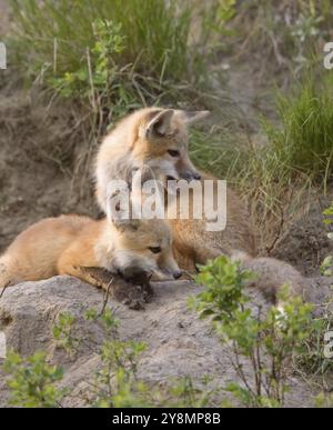 A young red fox kit plays outside the den during springtime at Grand ...