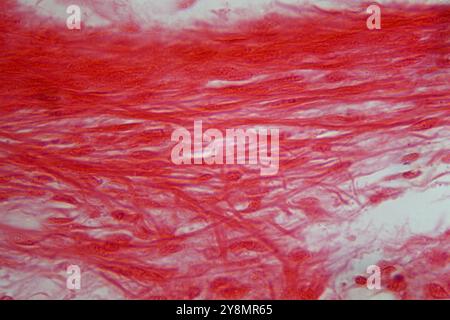 A section trough trachea cells under the microscope Stock Photo - Alamy