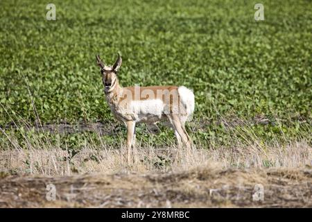 Pronghorn Antelope in prairie Saskatchewan Canada field Stock Photo - Alamy