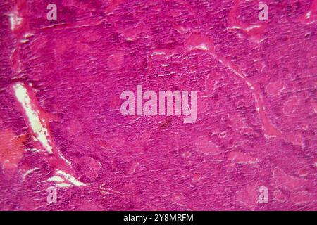 A section trough pancreas cells under the microscope Stock Photo - Alamy