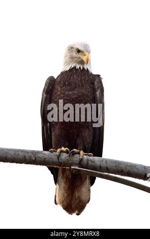 Bald Eagle British Columbia gathering place Ladner Richmond Stock Photo ...