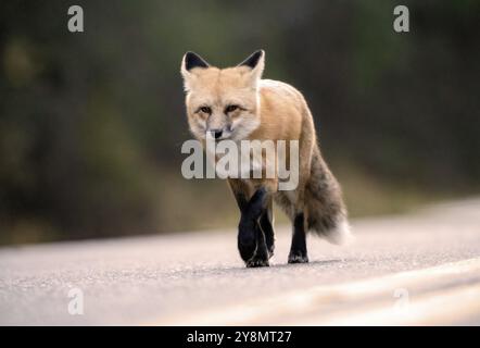 Wild red fox in Northern Ontario, Canada Stock Photo - Alamy