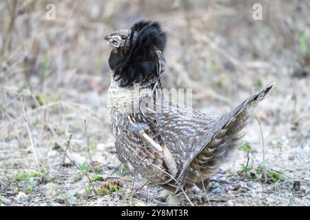 Ruffed Grouse Saskatchewan in Lek Mating Dance Ritual Stock Photo - Alamy