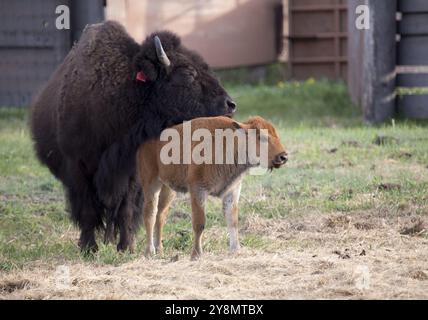 Buffalo bison with young in a corral Stock Photo - Alamy