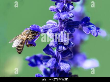 A macro shot of bees on a purple flower outdoors Stock Photo - Alamy