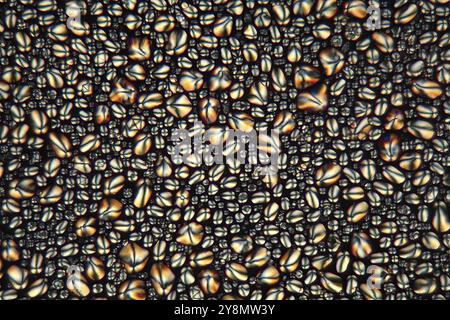 Microscopic view of a potato starch in potato tuber cells. Iodine stain ...