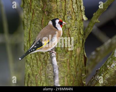 A close-up shot of a Goldfinches sitting on a tree branch in the ...