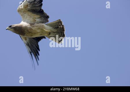 Hawk in Saskatchewan Canada in flight Canada Stock Photo - Alamy