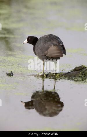 American Coot Waterhen in Marsh Canada wild Stock Photo - Alamy