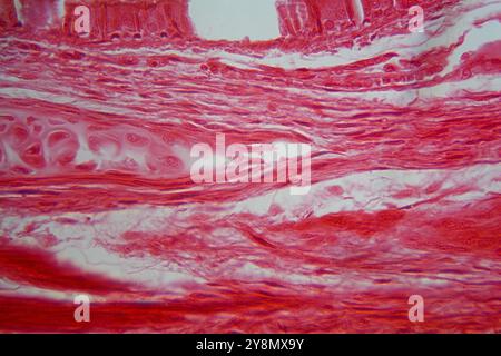 A section trough trachea cells under the microscope Stock Photo - Alamy