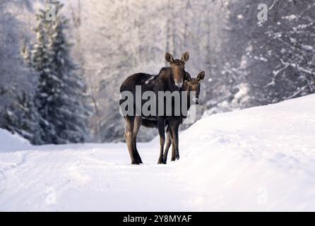 Moose in the Snow in Riding Mountain Provincial Park Canada Stock Photo ...