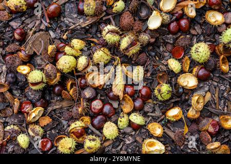 Autumn nature background with fruits and chestnuts on wooden texture ...